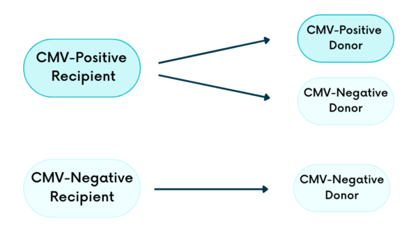 What Does CMV Status Mean for a Sperm Donor? - Cascade Cryobank